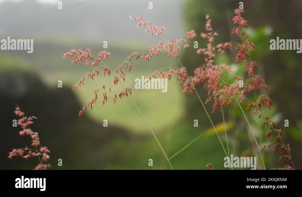 Red weeds Stock Videos & Footage - HD and 4K Video Clips - Alamy