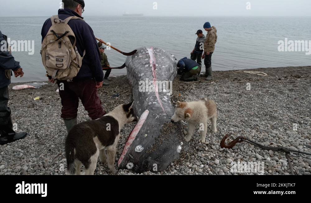 Whale blubber inuit Stock Videos & Footage - HD and 4K Video Clips - Alamy