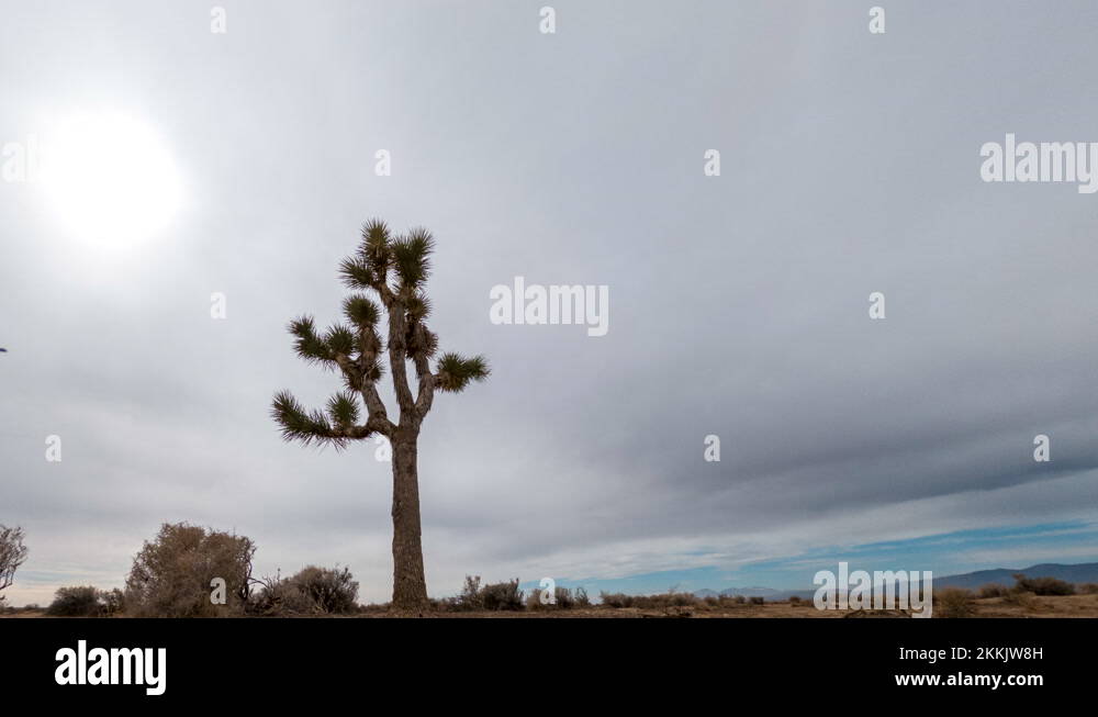 Twenty tree Stock Videos & Footage - HD and 4K Video Clips - Alamy