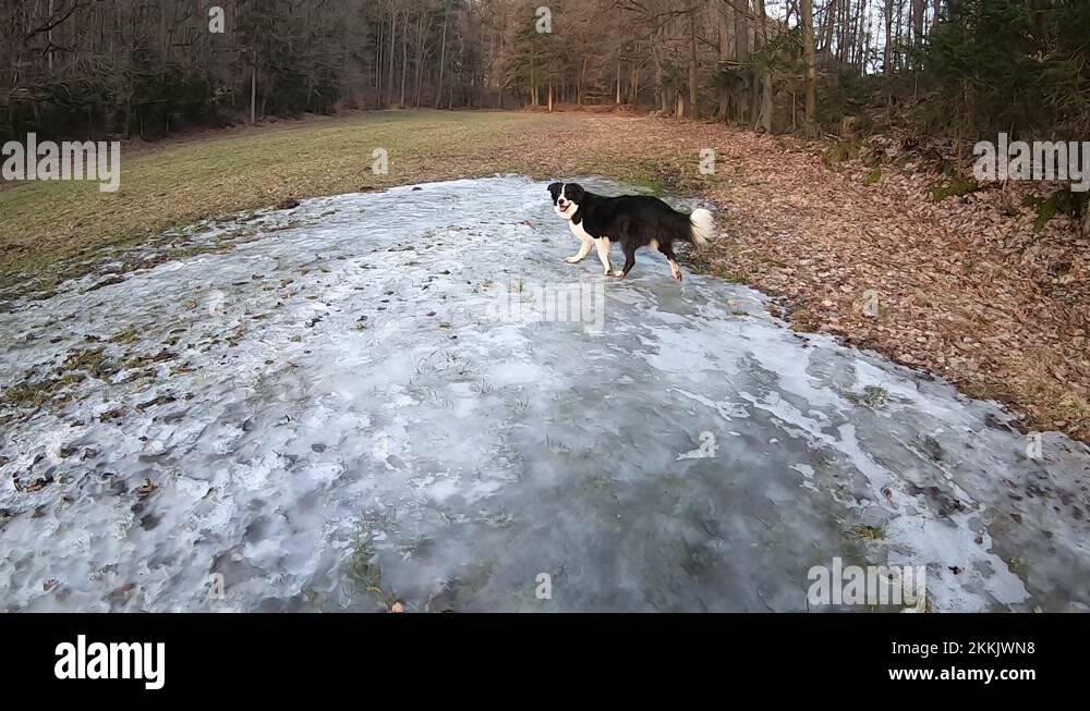 Dog walk on ice. Sliding icy slippery surface. Border Collie Stock ...