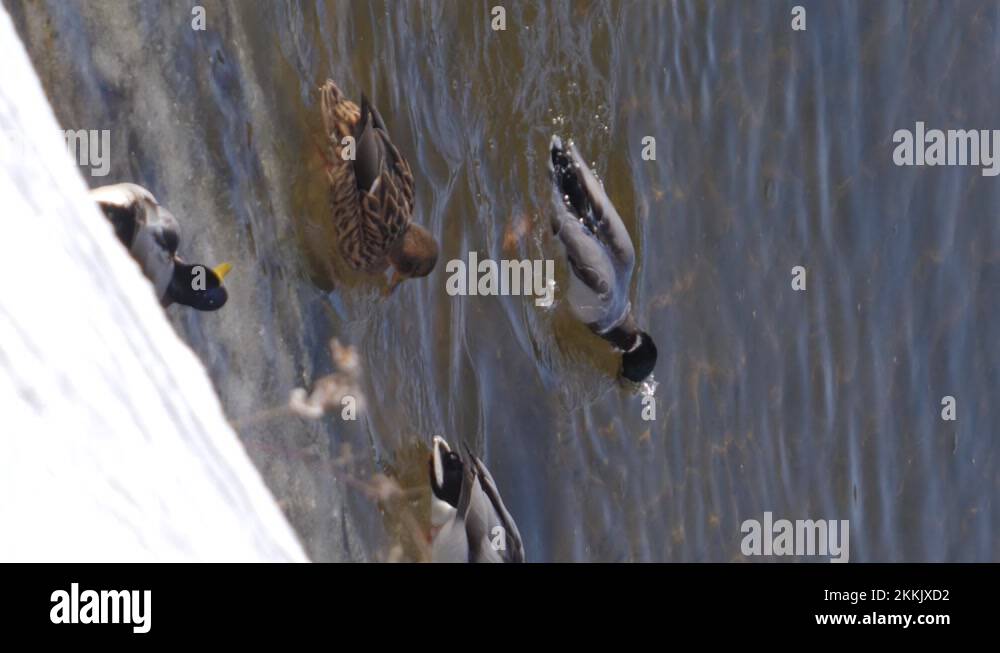 Vertical duck Stock Videos & Footage - HD and 4K Video Clips - Alamy