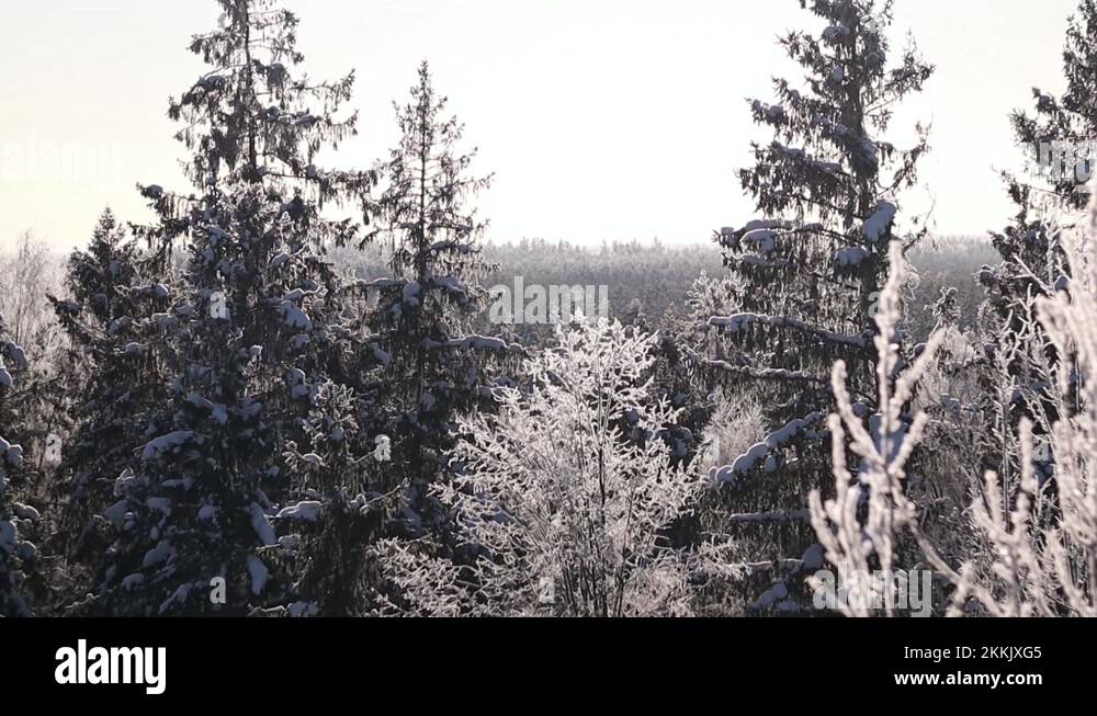 Frosty Snow Covered Forest Scene in Winter. Pine Tree Tops and other ...