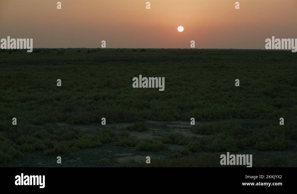 Green vegetation during the sunset in Al Thakhira Mangroves are in ...