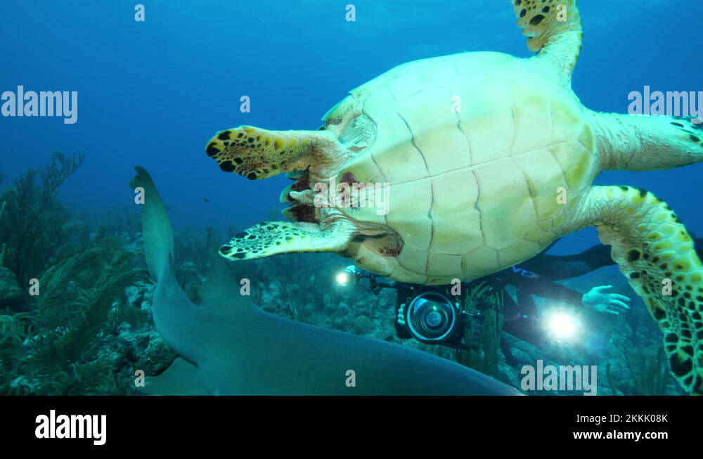 Belize sea turtle Stock Videos & Footage - HD and 4K Video Clips - Alamy