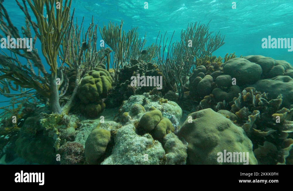 Slow Motion: Coral reef with fish swimming in sea-Belize City, Belize ...