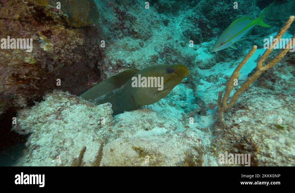 Slow Motion: Yellowtail snapper by green moray eel in sea-Belize City ...