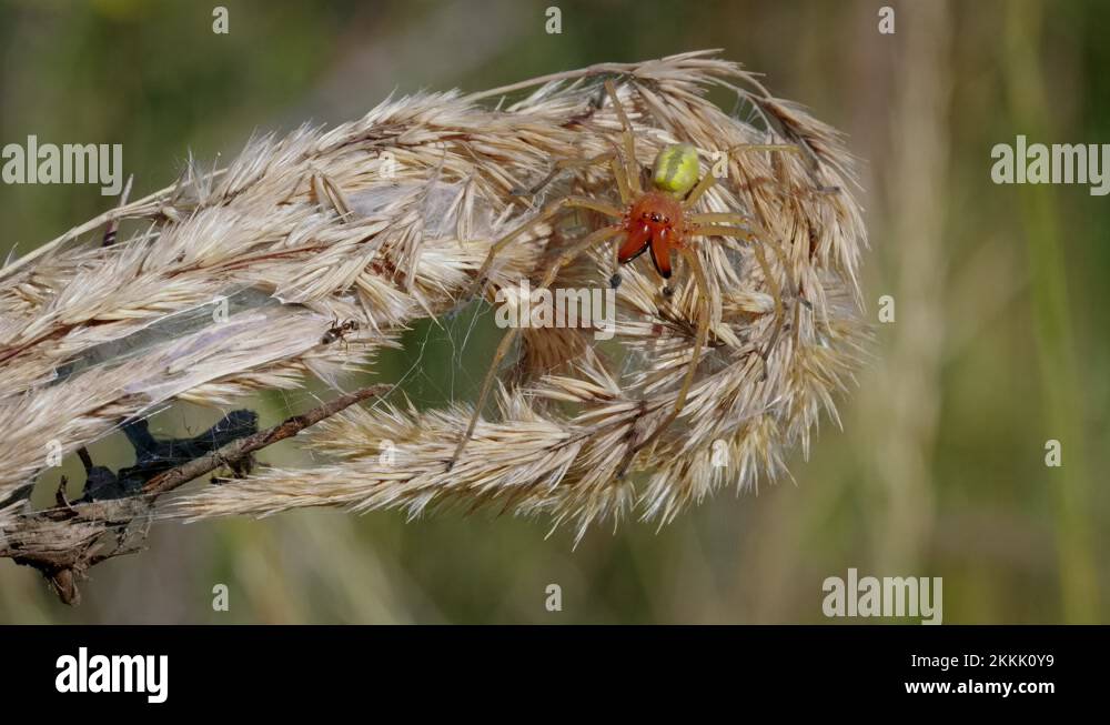 European venomous yellow sac spider Cheiracanthium punctorium fighting ...