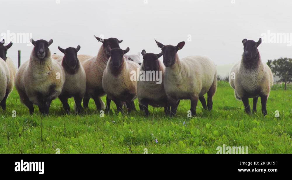 Hardy sheep breed Stock Videos & Footage - HD and 4K Video Clips - Alamy