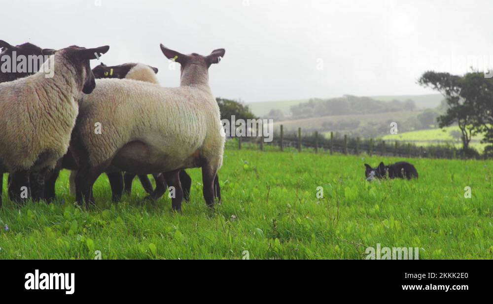 Suffolk cross Stock Videos & Footage - HD and 4K Video Clips - Alamy