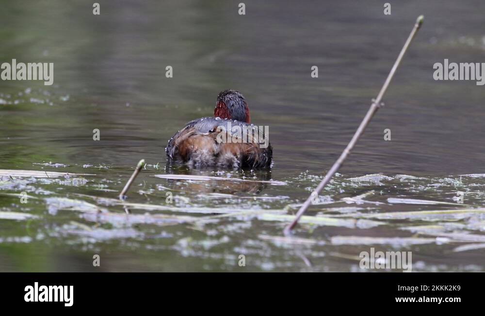 Grebe winter plumage Stock Videos & Footage - HD and 4K Video Clips - Alamy