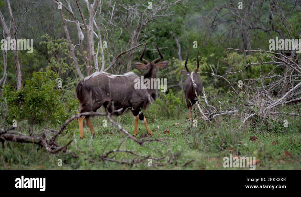 Herd antelope game reserve africa Stock Videos & Footage - HD and 4K ...