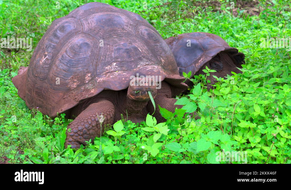 Large tortoises Stock Videos & Footage - HD and 4K Video Clips - Alamy
