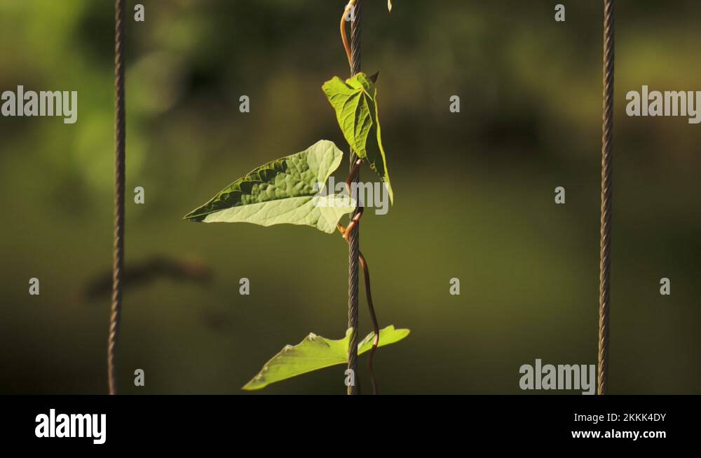 A plant growing along a rope in a prak of New Zealand, with blur ...