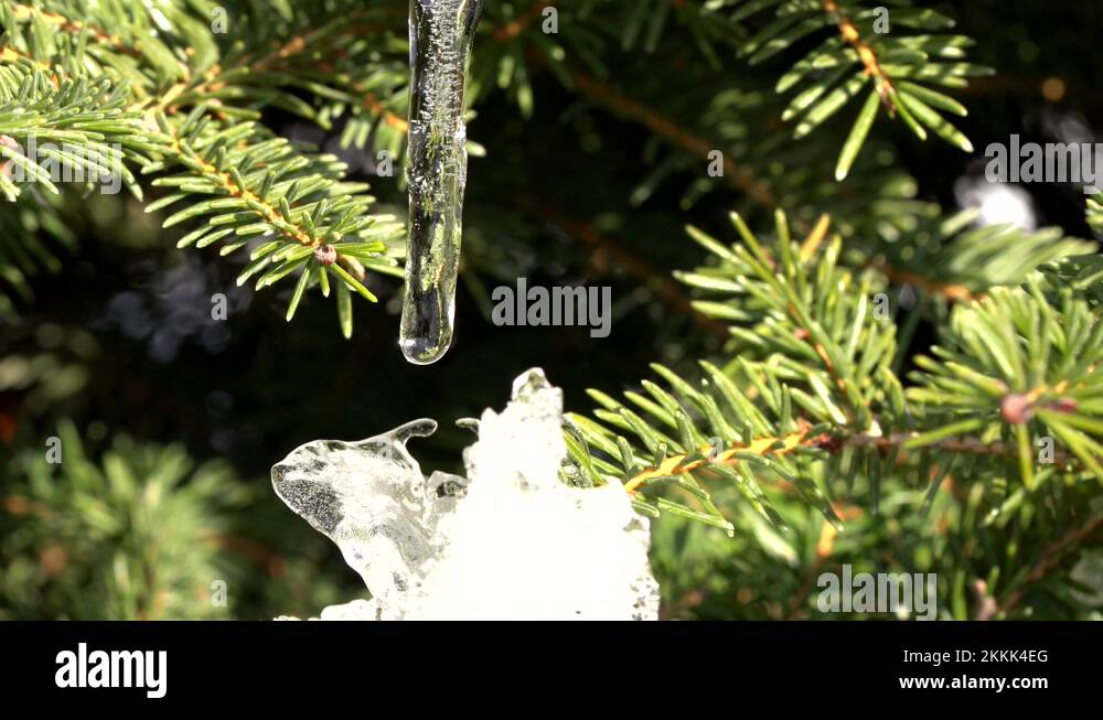 Close up of Water droplet forming and melting on a Dwarf Spruce Globe ...