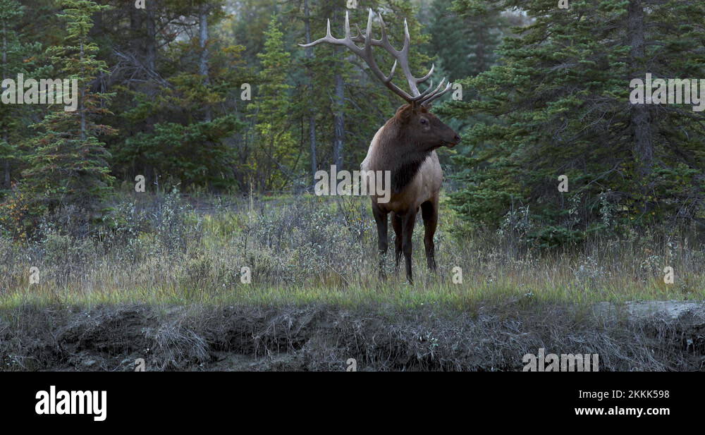Large beautiful Bull Elk looking around at its surroundings and roaring ...