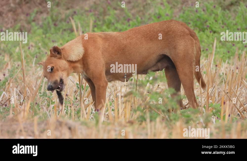 Pig dogs Stock Videos & Footage - HD and 4K Video Clips - Alamy