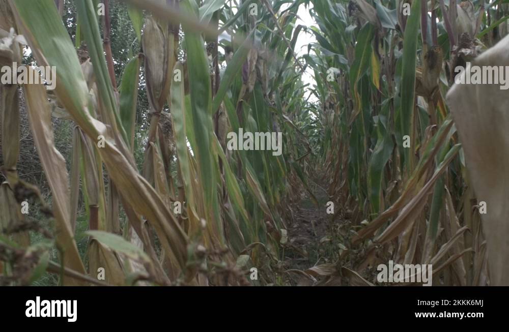Path in maize Stock Videos & Footage - HD and 4K Video Clips - Alamy