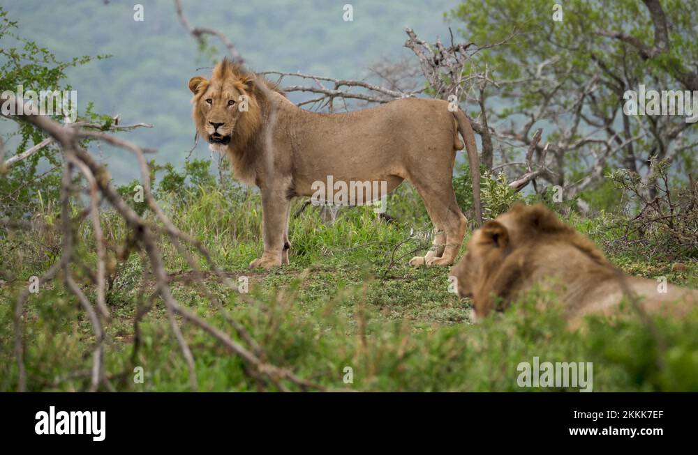 Animal conservation wildlife Stock Videos & Footage - HD and 4K Video ...