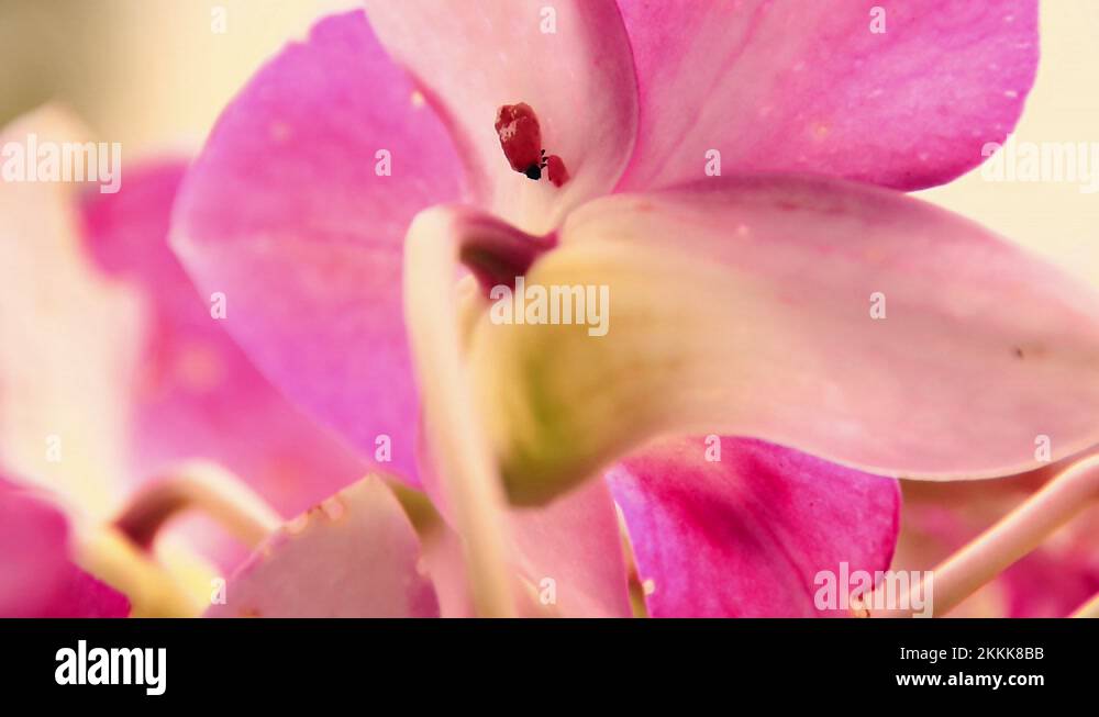 Dendrobium beetle Stock Videos & Footage - HD and 4K Video Clips - Alamy