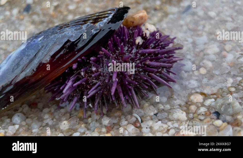 A purple sea urchin hiding under an empty mussel shell. Slowly moving ...
