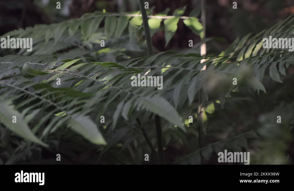 Tropical rainforest floor Stock Videos & Footage - HD and 4K Video ...