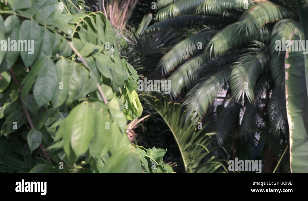 Rainforest tropical canopy Stock Videos & Footage - HD and 4K Video ...