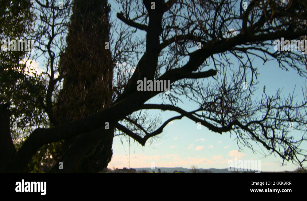 Tilt Up: Wind Rustles Branches of Bare Tree and Towering Cypress Tree ...
