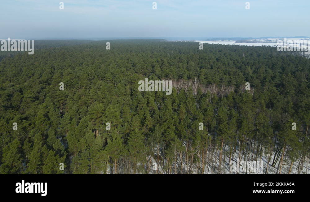 Krakow forest Stock Videos & Footage - HD and 4K Video Clips - Alamy
