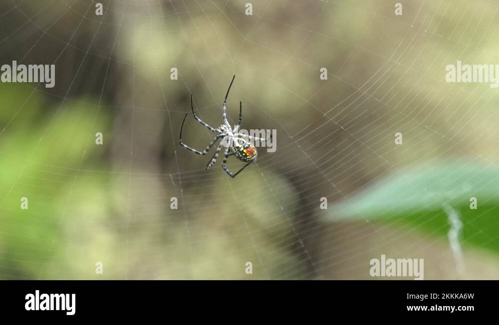 Web gossamer Stock Videos & Footage - HD and 4K Video Clips - Alamy