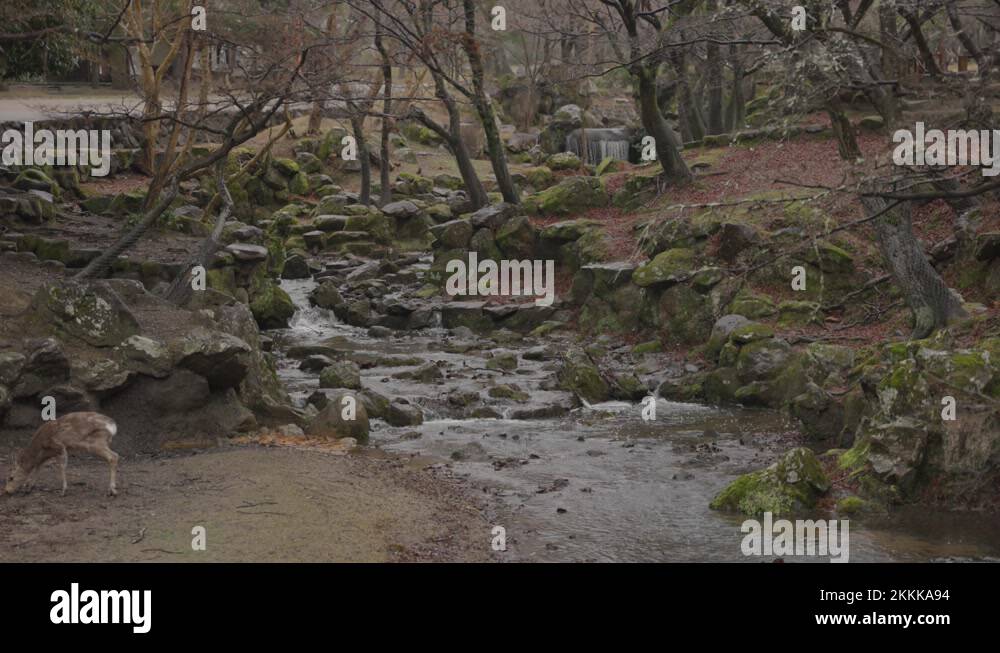 Winter in nara Stock Videos & Footage - HD and 4K Video Clips - Alamy