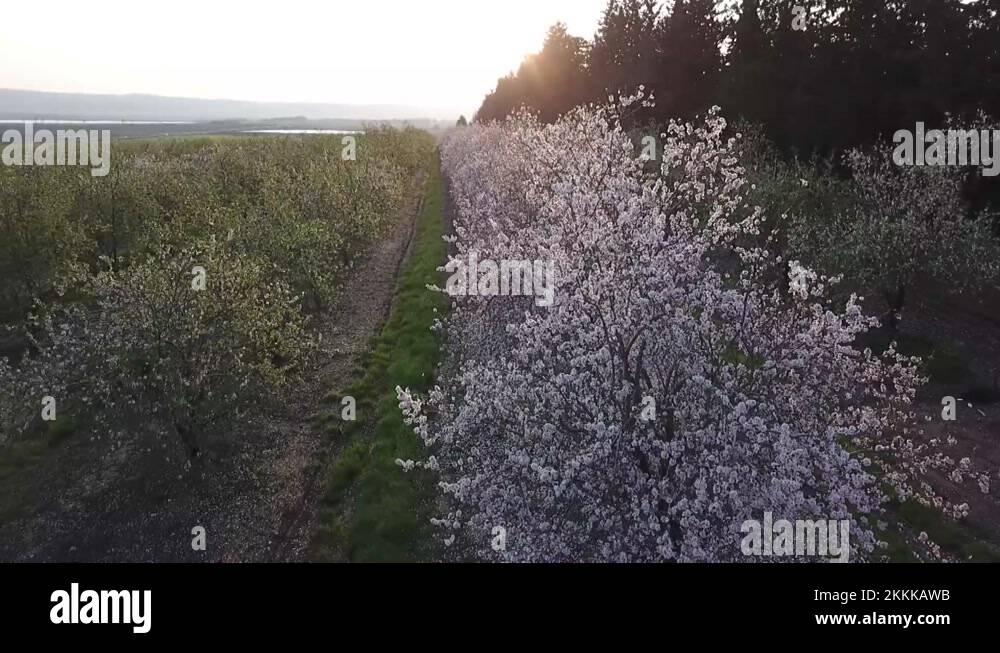Field almond tree blooms Stock Videos & Footage - HD and 4K Video Clips ...