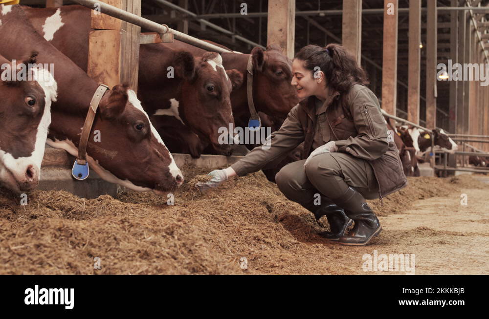 Female farmer feeding cows Stock Videos & Footage - HD and 4K Video ...