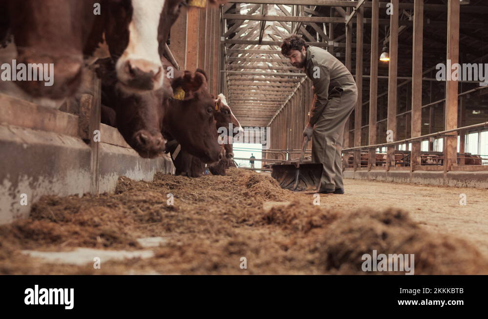 Moving cow Stock Videos & Footage - HD and 4K Video Clips - Alamy