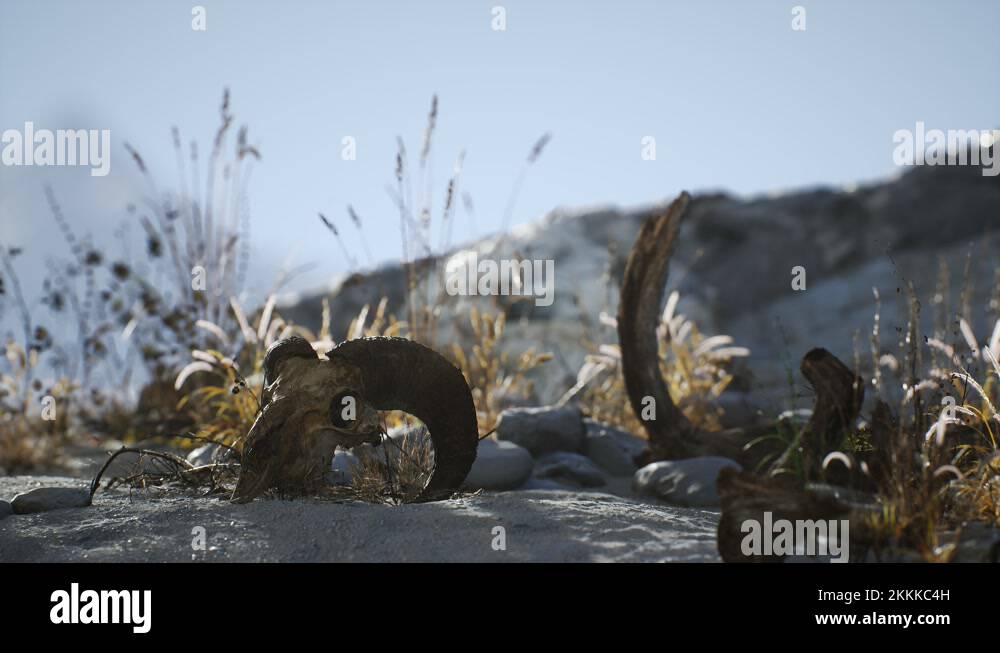 8k Skull of a dead ram in the desert Stock Video Footage - Alamy