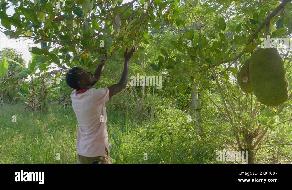African jackfruit tree Stock Videos & Footage - HD and 4K Video Clips ...