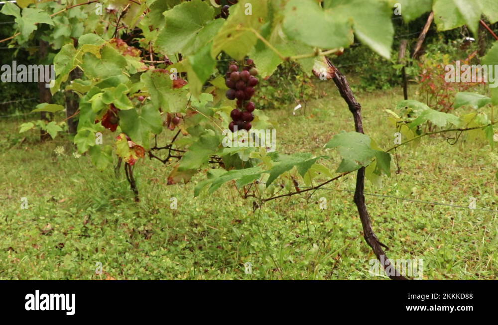 Fruitful vine Stock Videos & Footage - HD and 4K Video Clips - Alamy