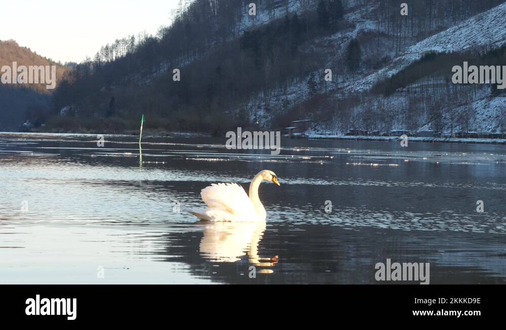A beautiful swan floats in the danube river and reflect itself on the ...