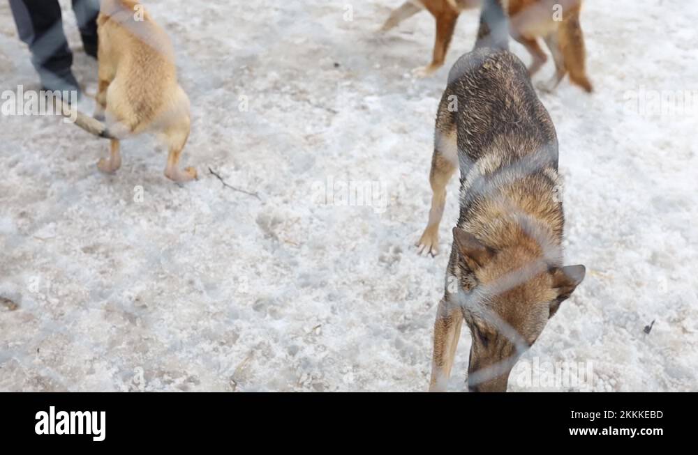 dog has a disease of the musculoskeletal system, impaired coordination ...