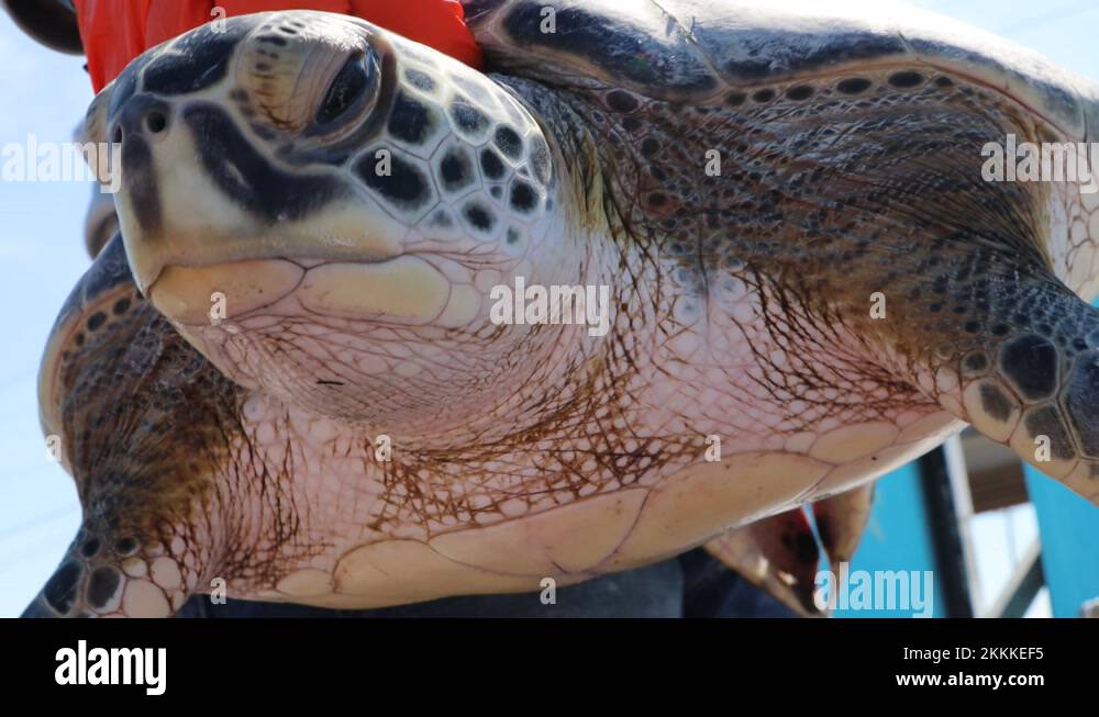 Kemps ridley sea turtle Stock Videos & Footage - HD and 4K Video Clips ...