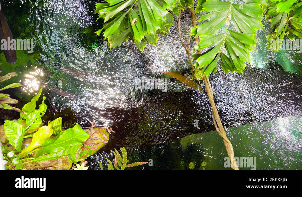 Exotic tropical forest Stock Videos & Footage - HD and 4K Video Clips ...