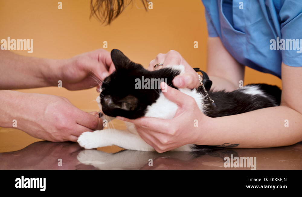 Veterinary, Taking blood sample for analysis of a cat with a catheter ...