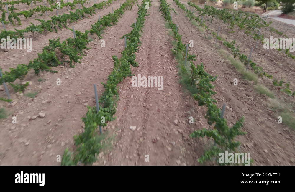 Grape plantations Stock Videos & Footage - HD and 4K Video Clips - Alamy