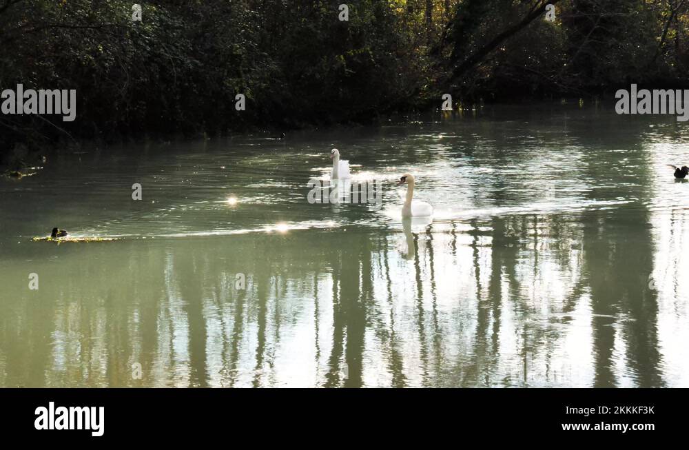 Shiny river Stock Videos & Footage - HD and 4K Video Clips - Alamy