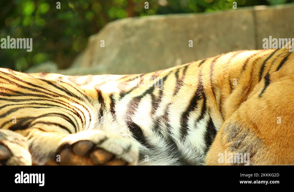 Tiger stomach Stock Videos & Footage - HD and 4K Video Clips - Alamy