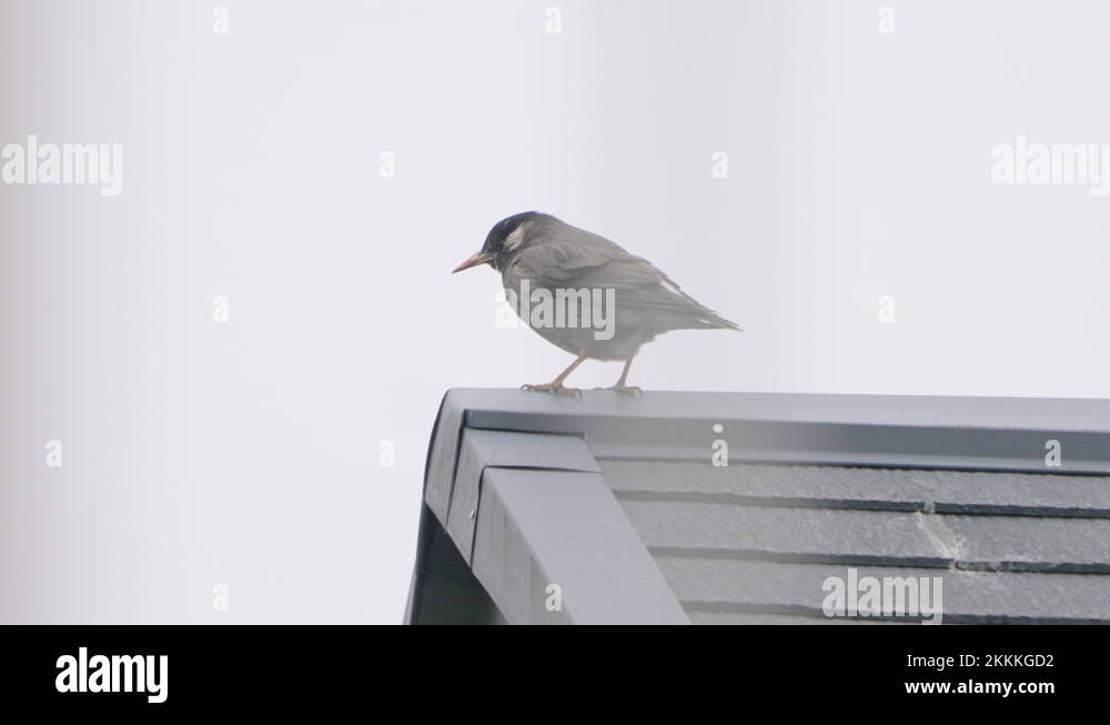 Dusky Thrush Perch And Looking Around From Tip Of Roof At Daytime In ...