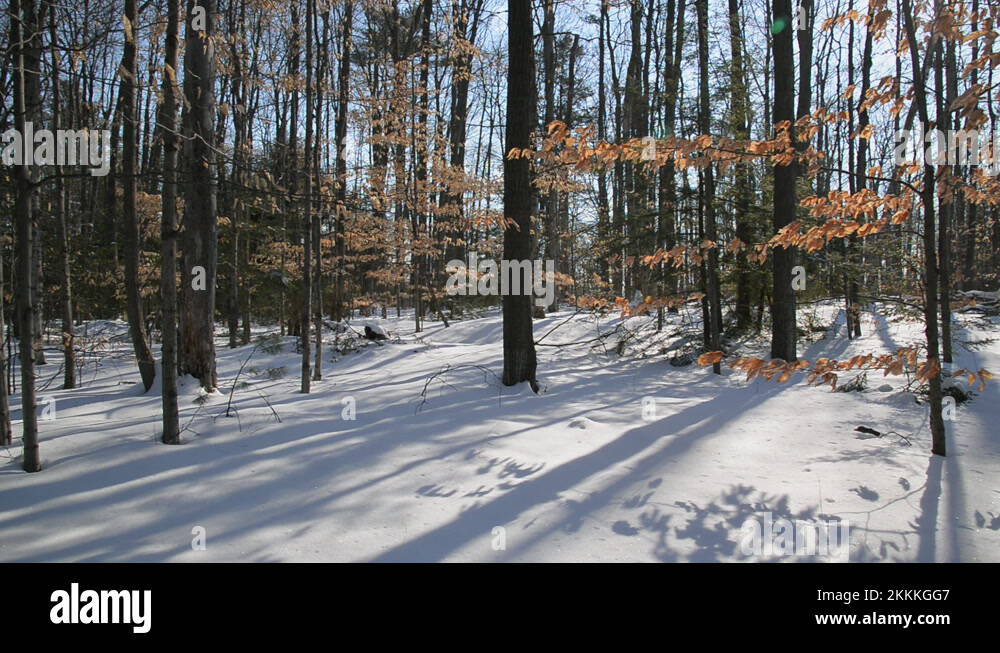 Dry oak forest Stock Videos & Footage - HD and 4K Video Clips - Alamy