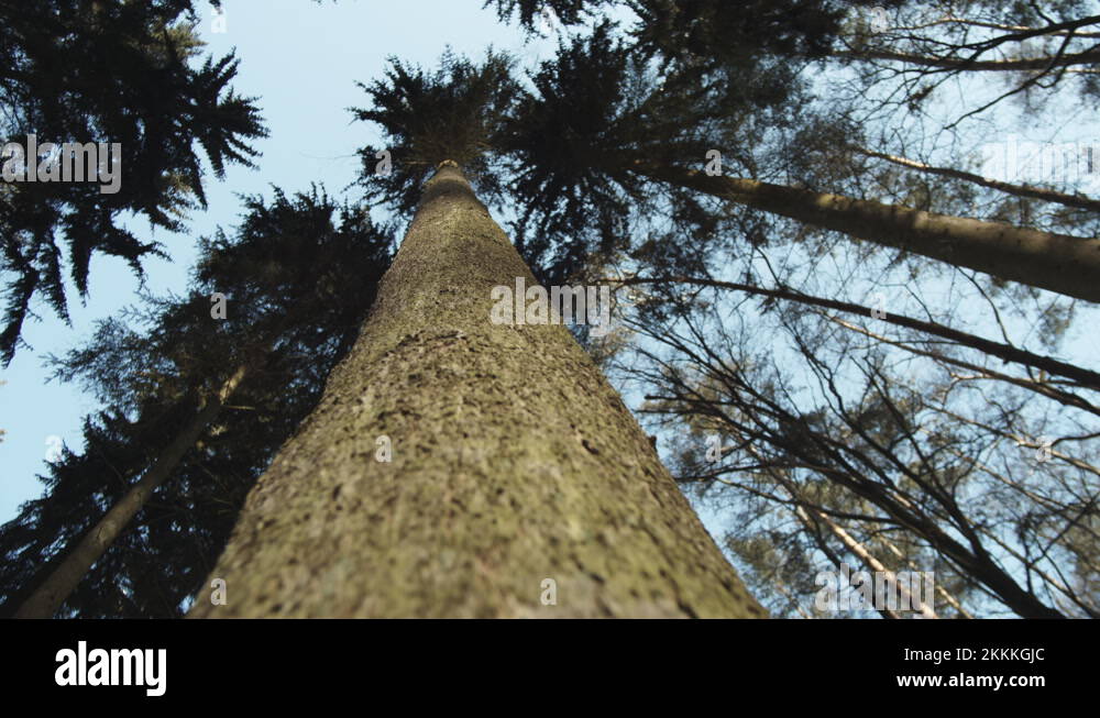 Tree pine evergreen tall trunk Stock Videos & Footage - HD and 4K Video ...