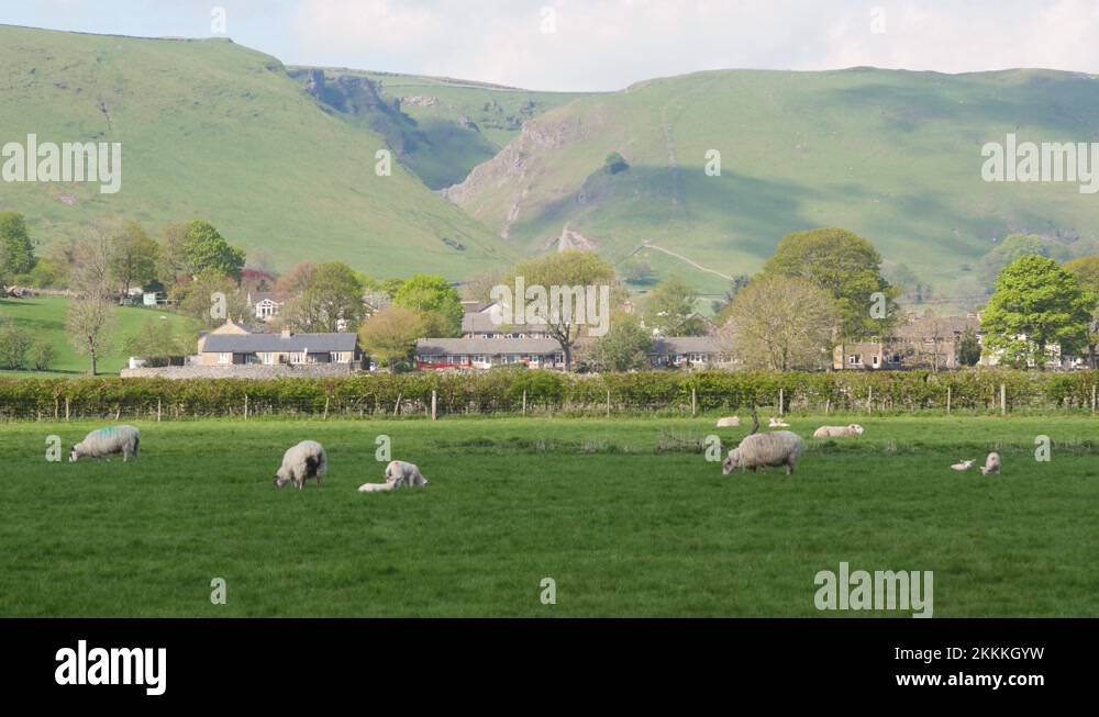 English uk farm sheep Stock Videos & Footage - HD and 4K Video Clips ...