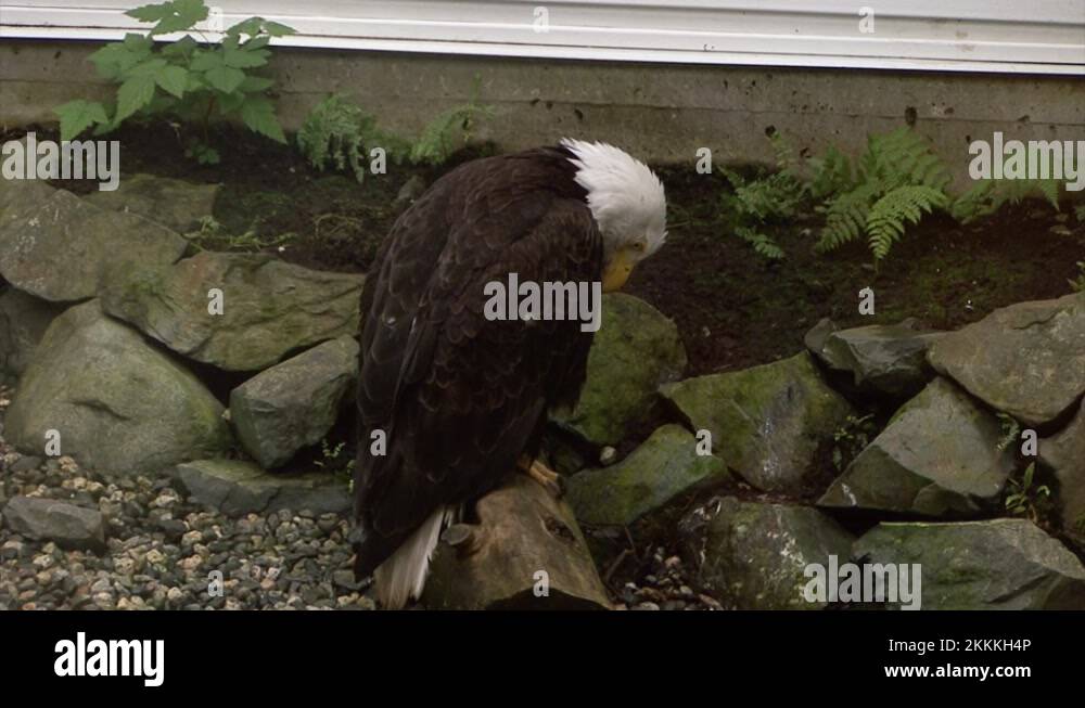Adult Bald eagle in Sitka, Alaska Raptor Center Stock Video Footage - Alamy