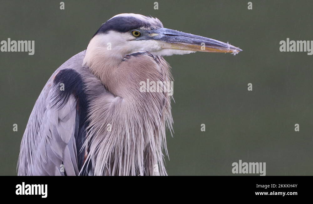 Most beautiful heron in the world Stock Videos & Footage - HD and 4K ...